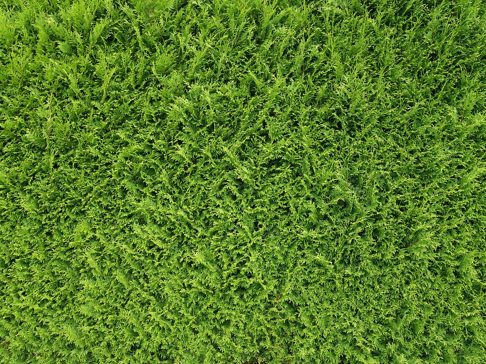 Tuia: află tot ceea ce trebuie să știi despre plantarea și îngrijirea ...